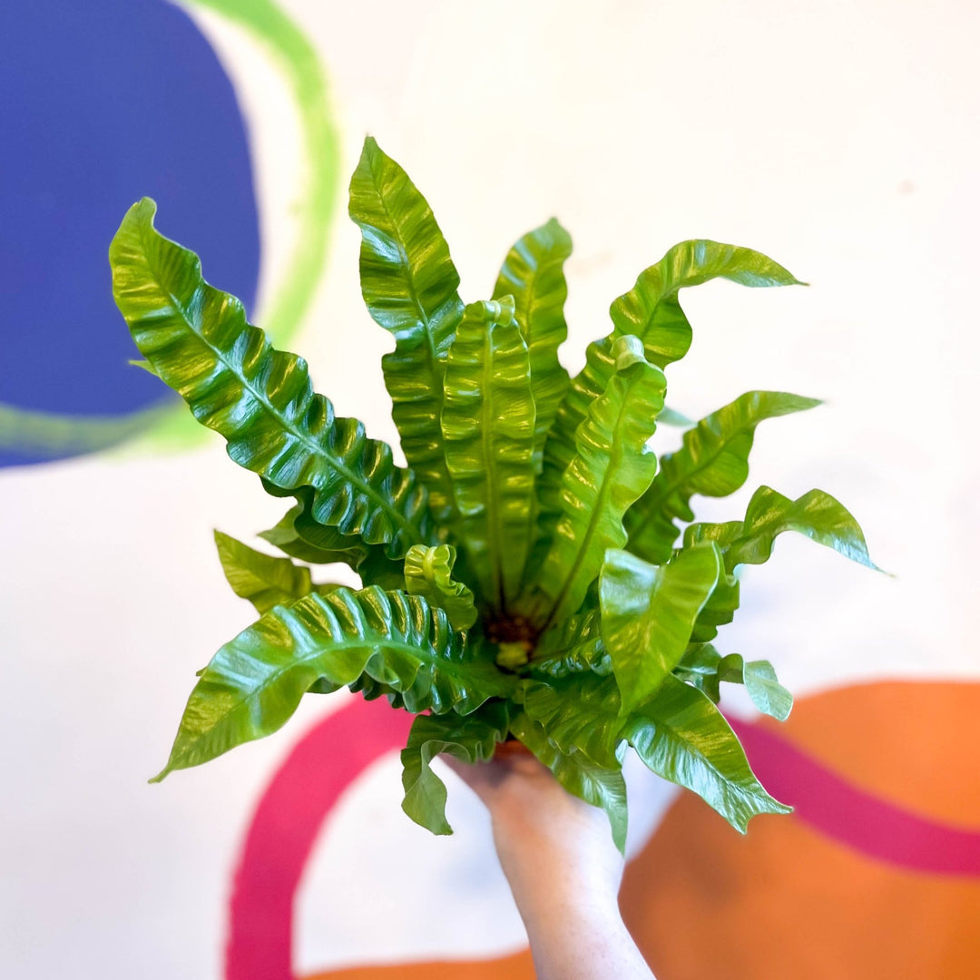 Asplenium nidus 'Crispy Wave' - Pleated Bird's Nest Fern – Sprouts of ...