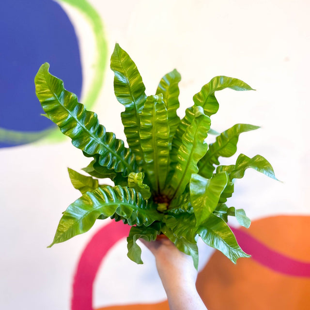 Asplenium nidus 'Crispy Wave' - Pleated Bird's Nest Fern – Sprouts of ...