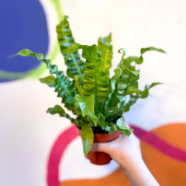 Asplenium nidus 'Crispy Wave' - Pleated Bird's Nest Fern – Sprouts of ...