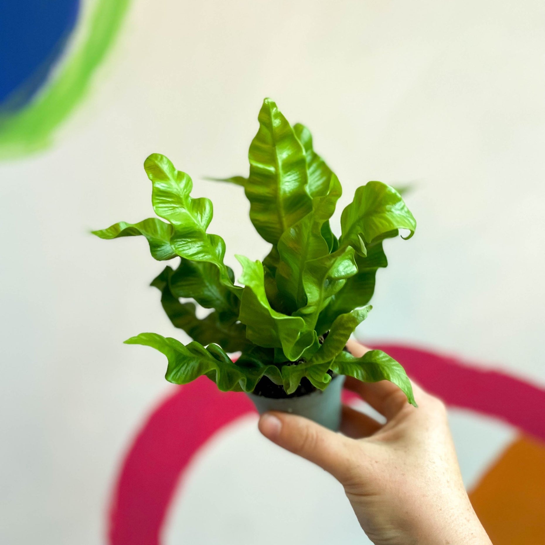 Asplenium nidus 'Crispy Wave' - Pleated Bird's Nest Fern – Sprouts of ...