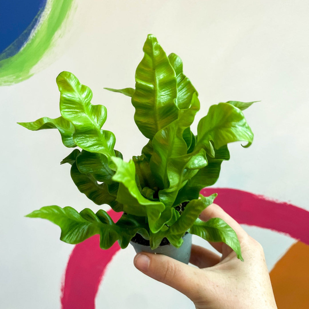 Asplenium nidus 'Crispy Wave' - Pleated Bird's Nest Fern – Sprouts of ...