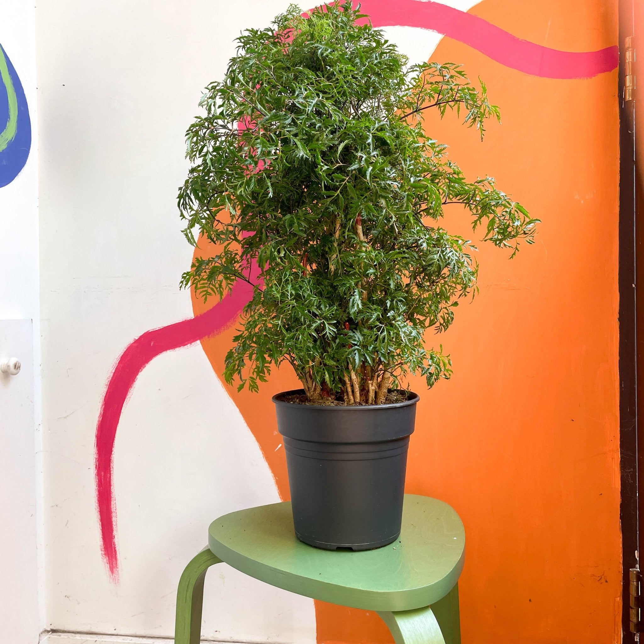 Polyscias fruticosa 'Hawaiiana Ming' – Sprouts of Bristol