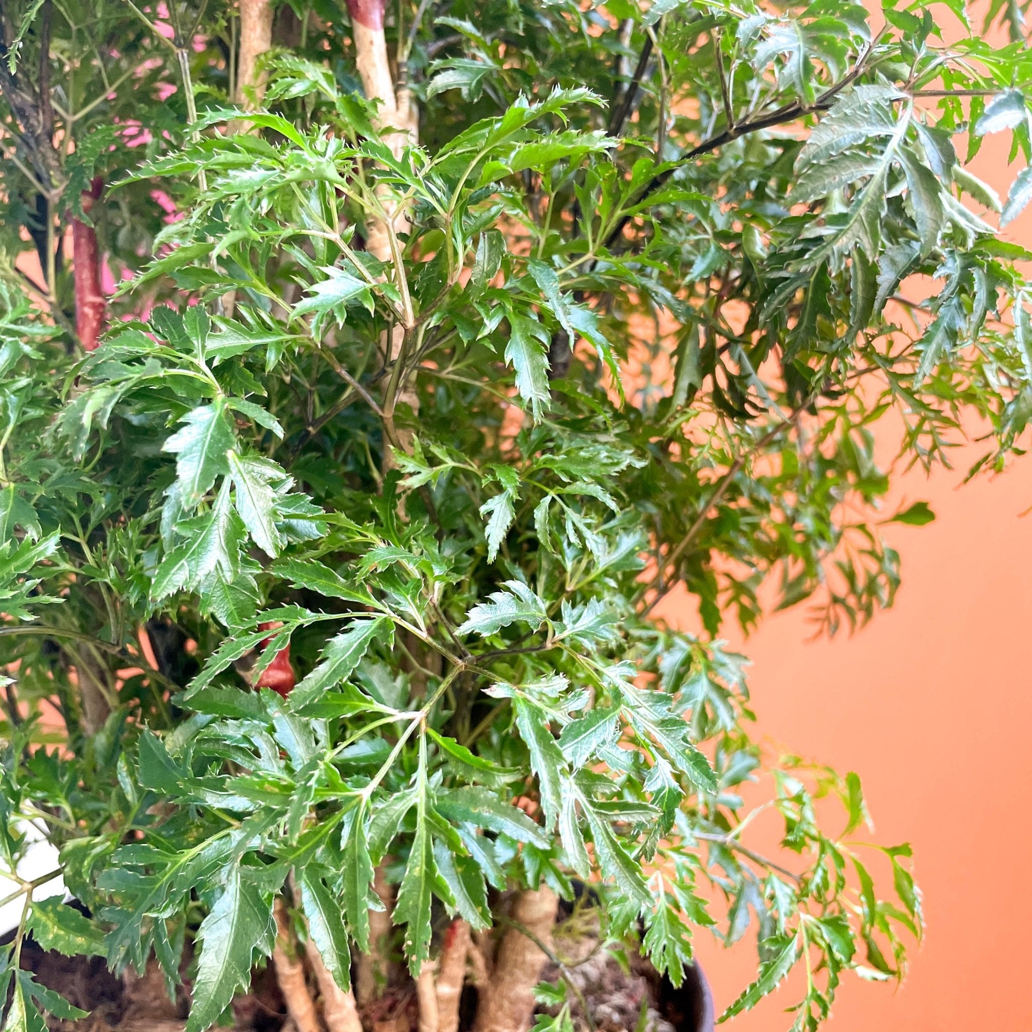 Polyscias fruticosa 'Ming' – Sprouts of Bristol