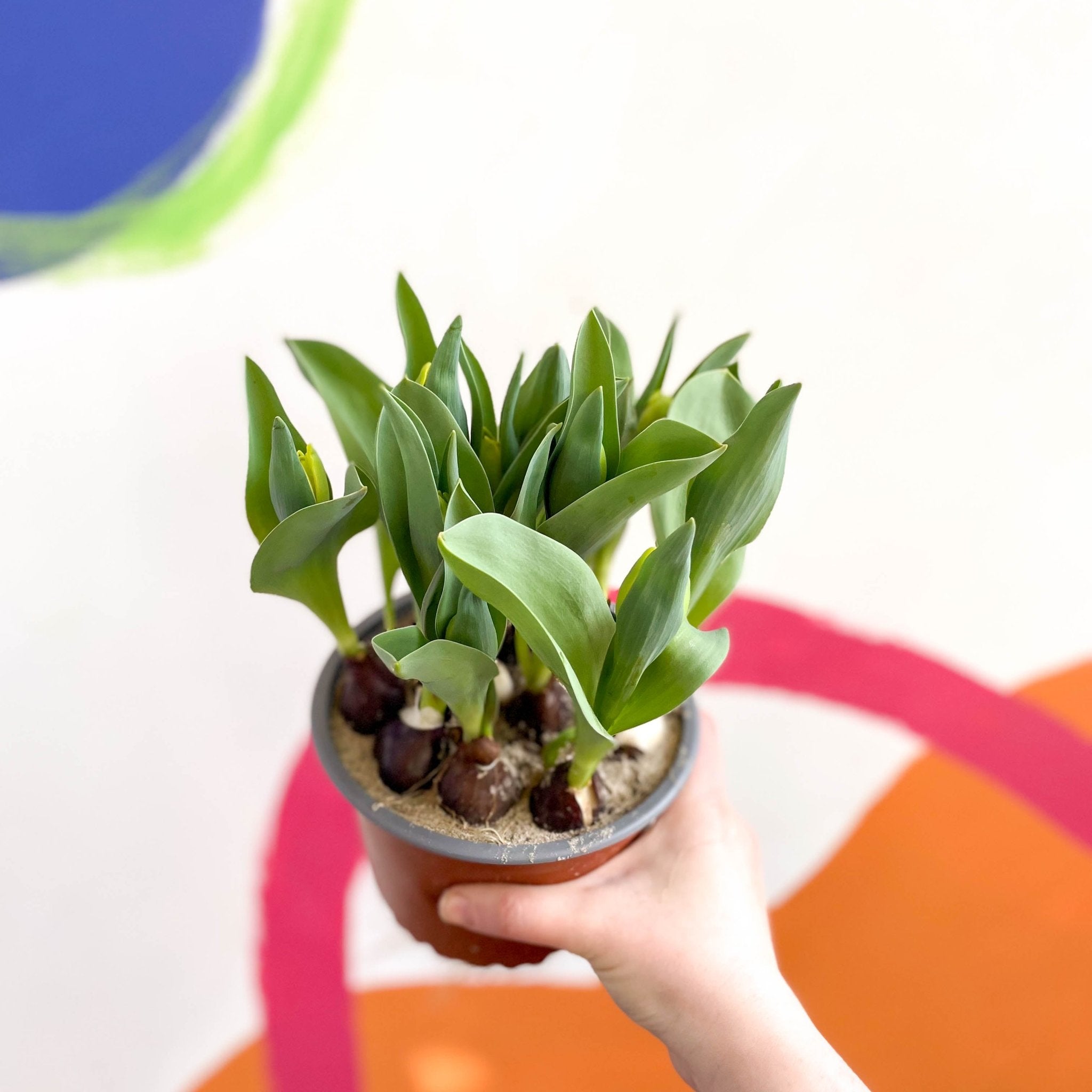 Potted Tulip Bulbs - Tulipa – Sprouts of Bristol