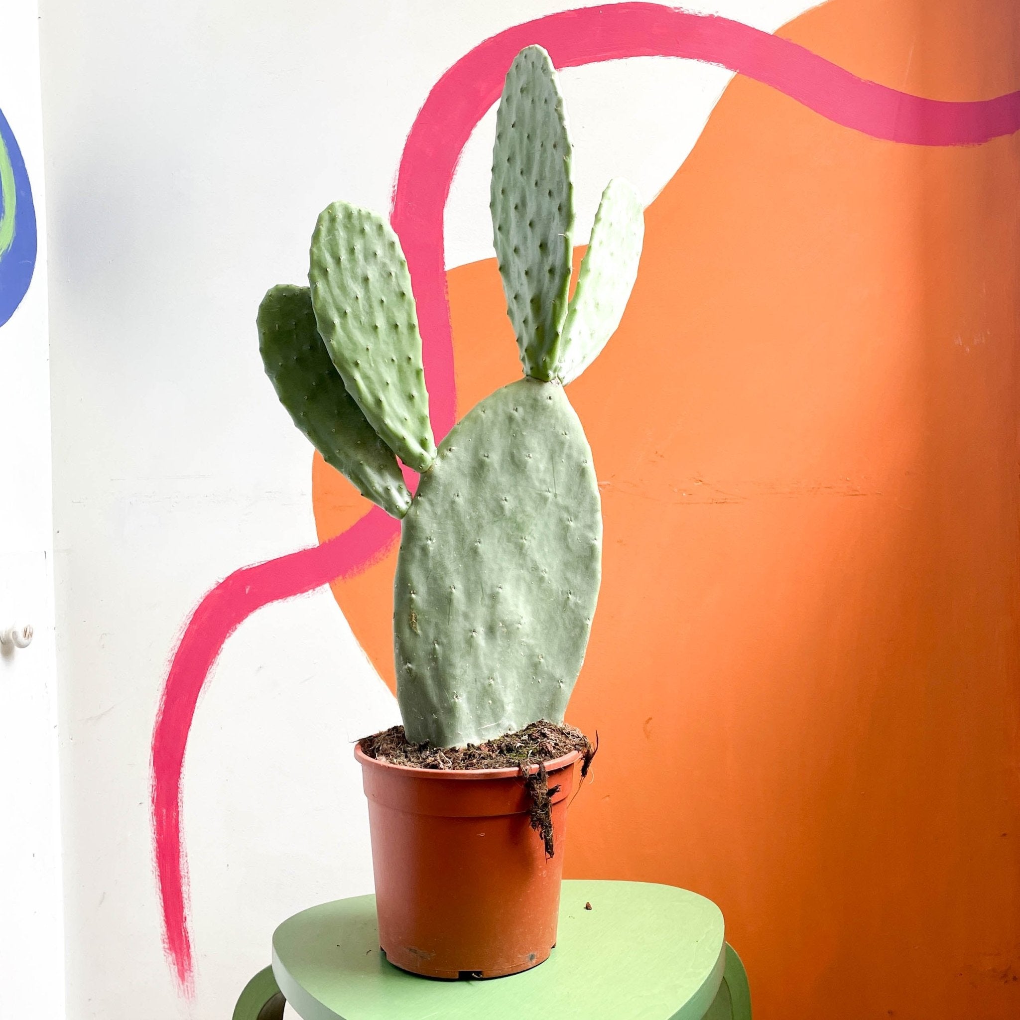 Prickly Pear - Opuntia – Sprouts of Bristol