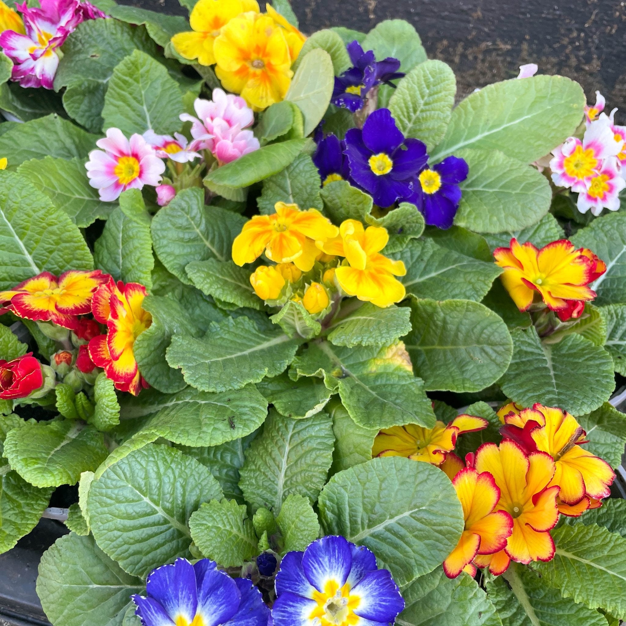Primrose - Primula vulgaris - British Grown – Sprouts of Bristol