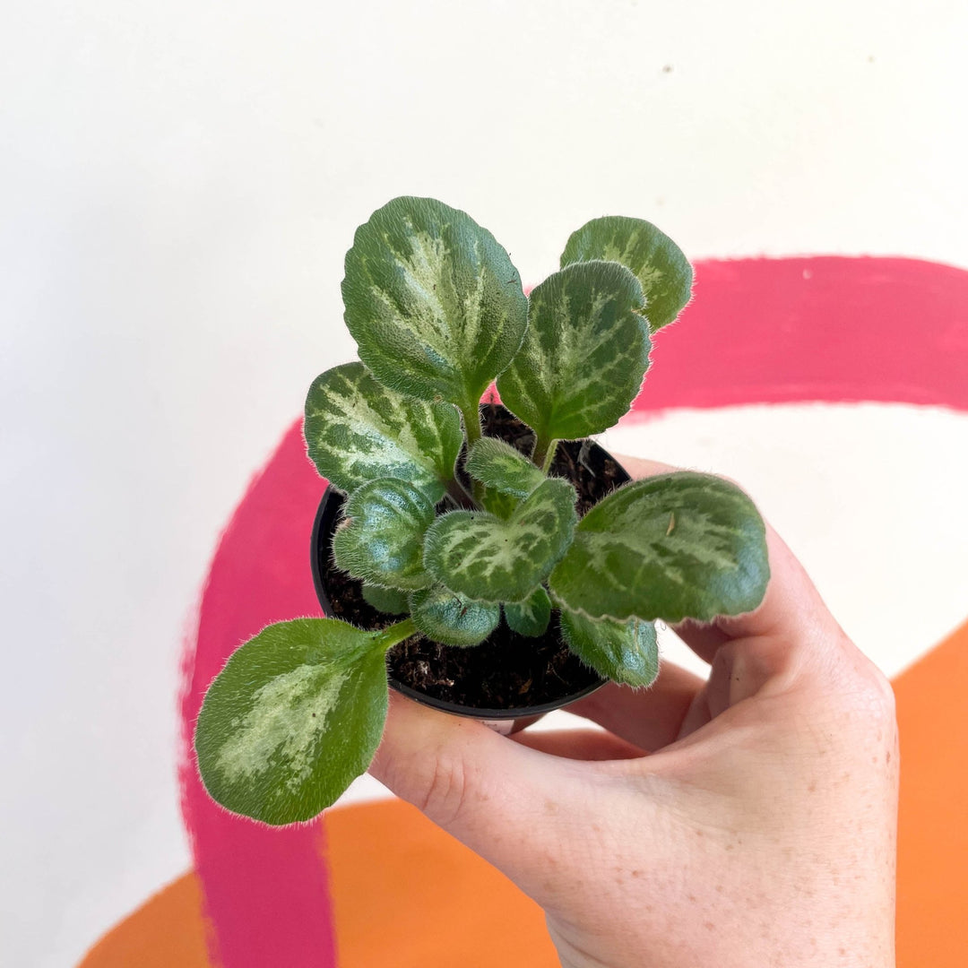 Primulina chirita 'Loki' - Welsh Grown – Sprouts of Bristol