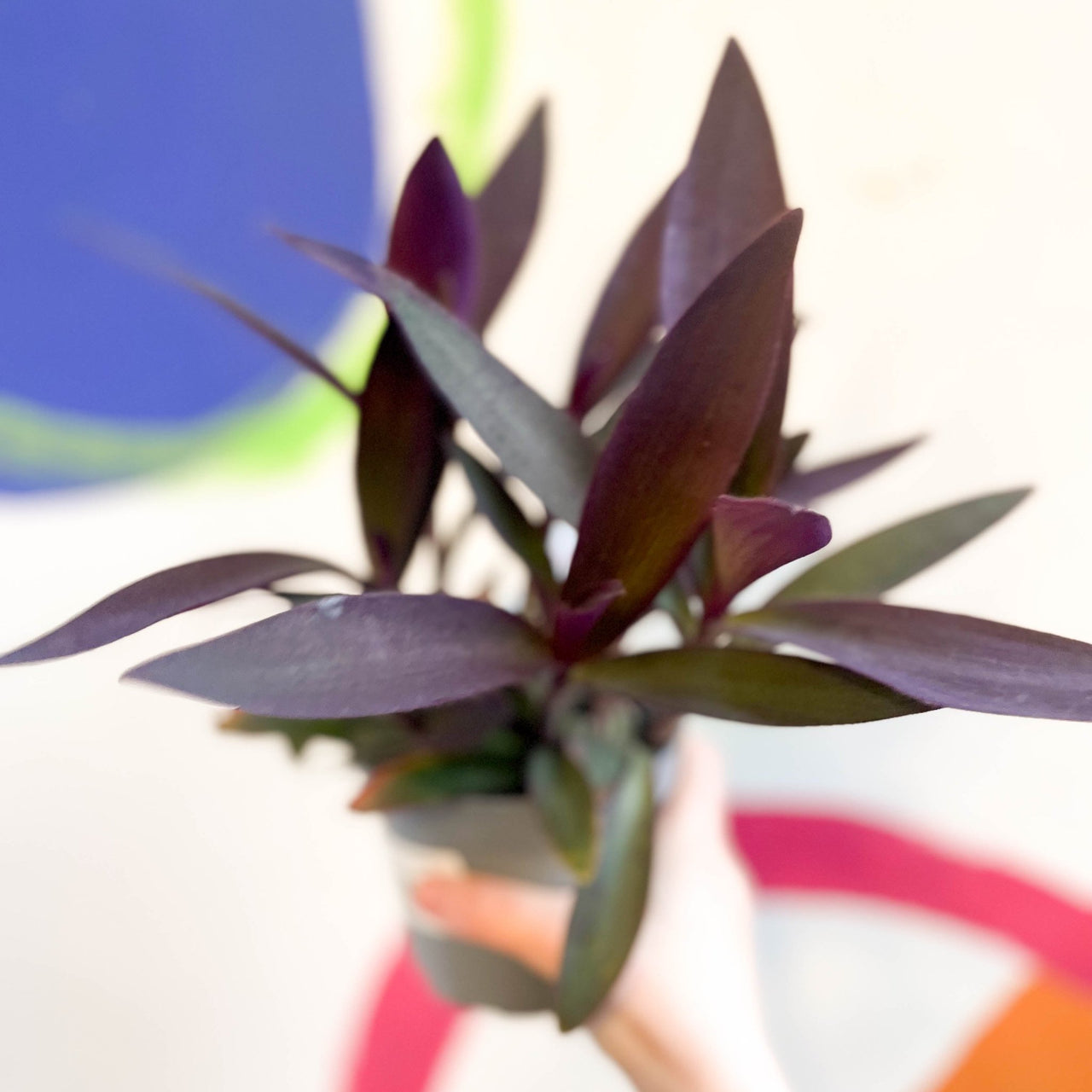 Purple Inch Plant - Tradescantia pallida 'Purpurea' - Welsh Grown ...
