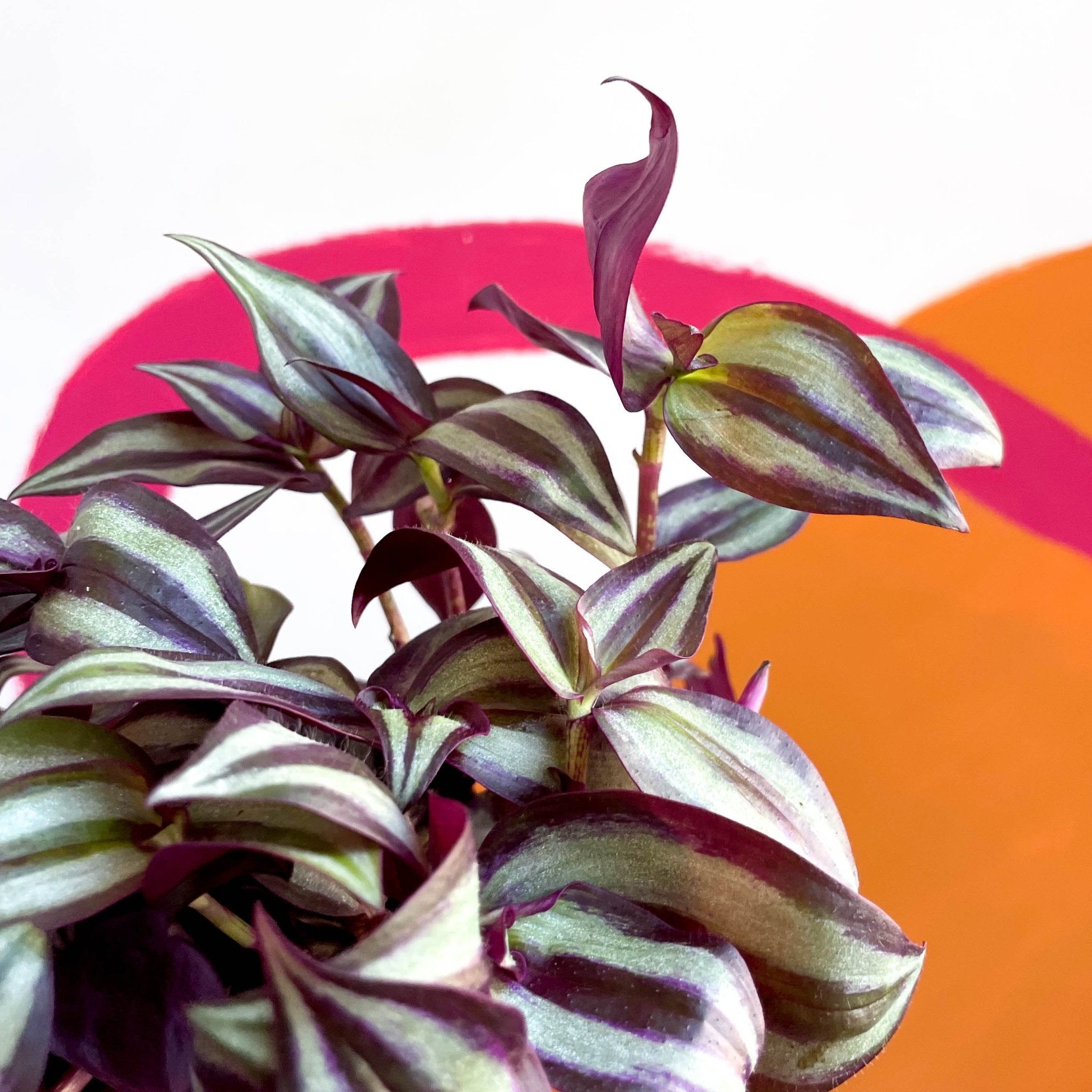 Purple Inch Plant- Tradescantia zebrina 'Violet Hill' – Sprouts of Bristol