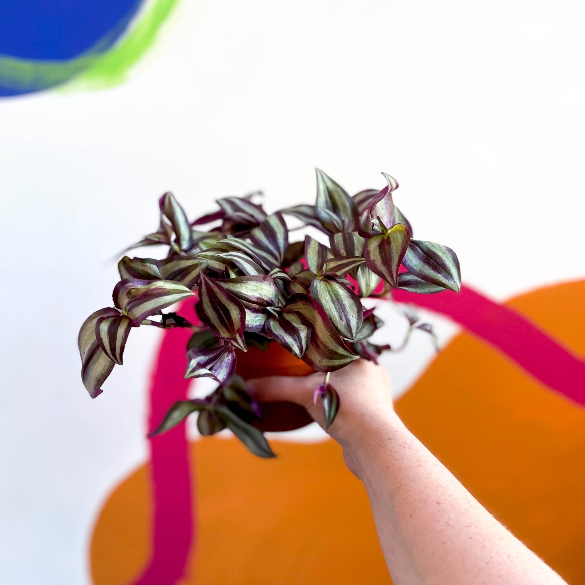 Purple Inch Plant- Tradescantia zebrina 'Violet Hill' – Sprouts of Bristol