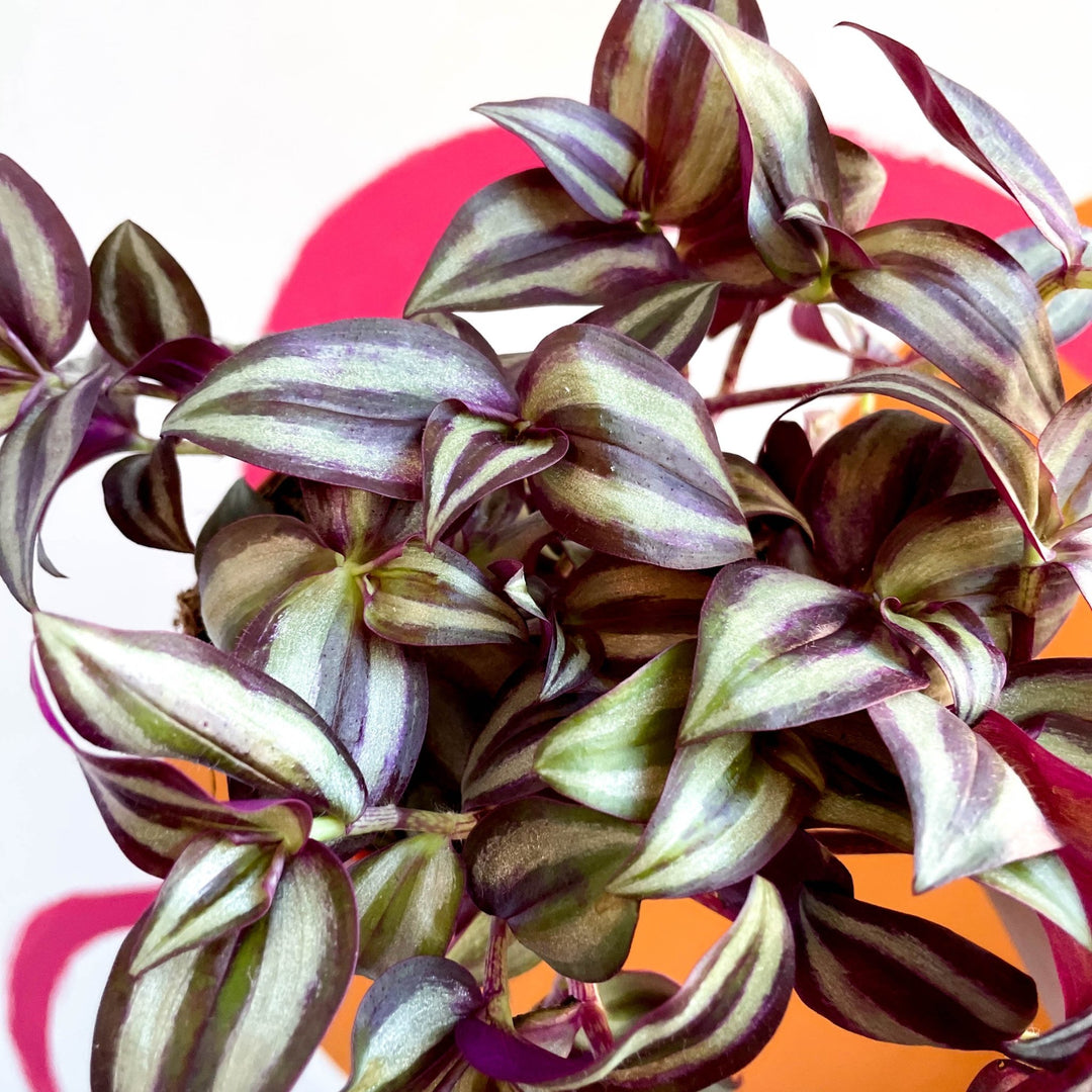 Tradescantia zebrina 'Violet Hill' - Purple Inch Plant – Sprouts of Bristol