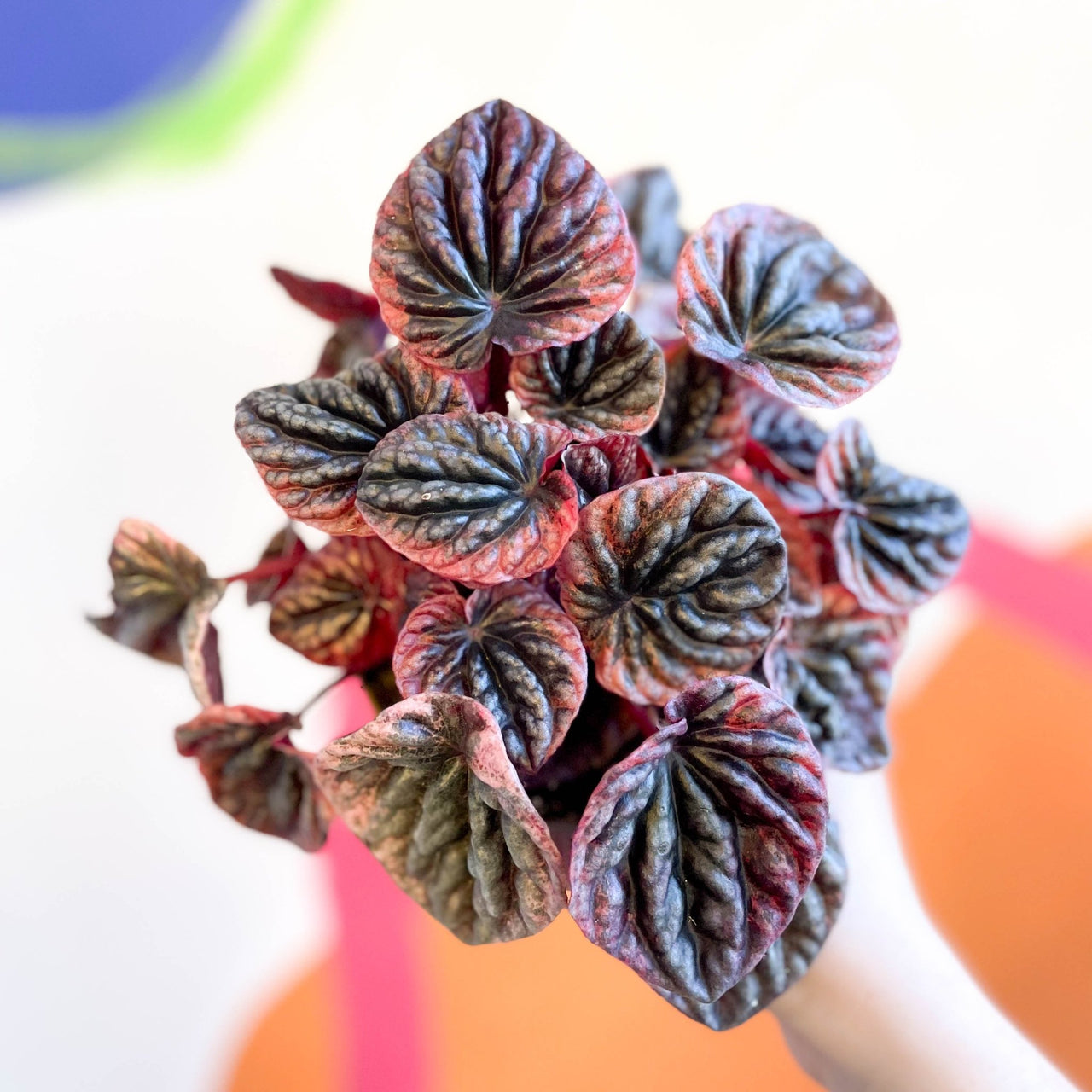 Radiator Plant - Peperomia caperata 'Abricos' – Sprouts of Bristol