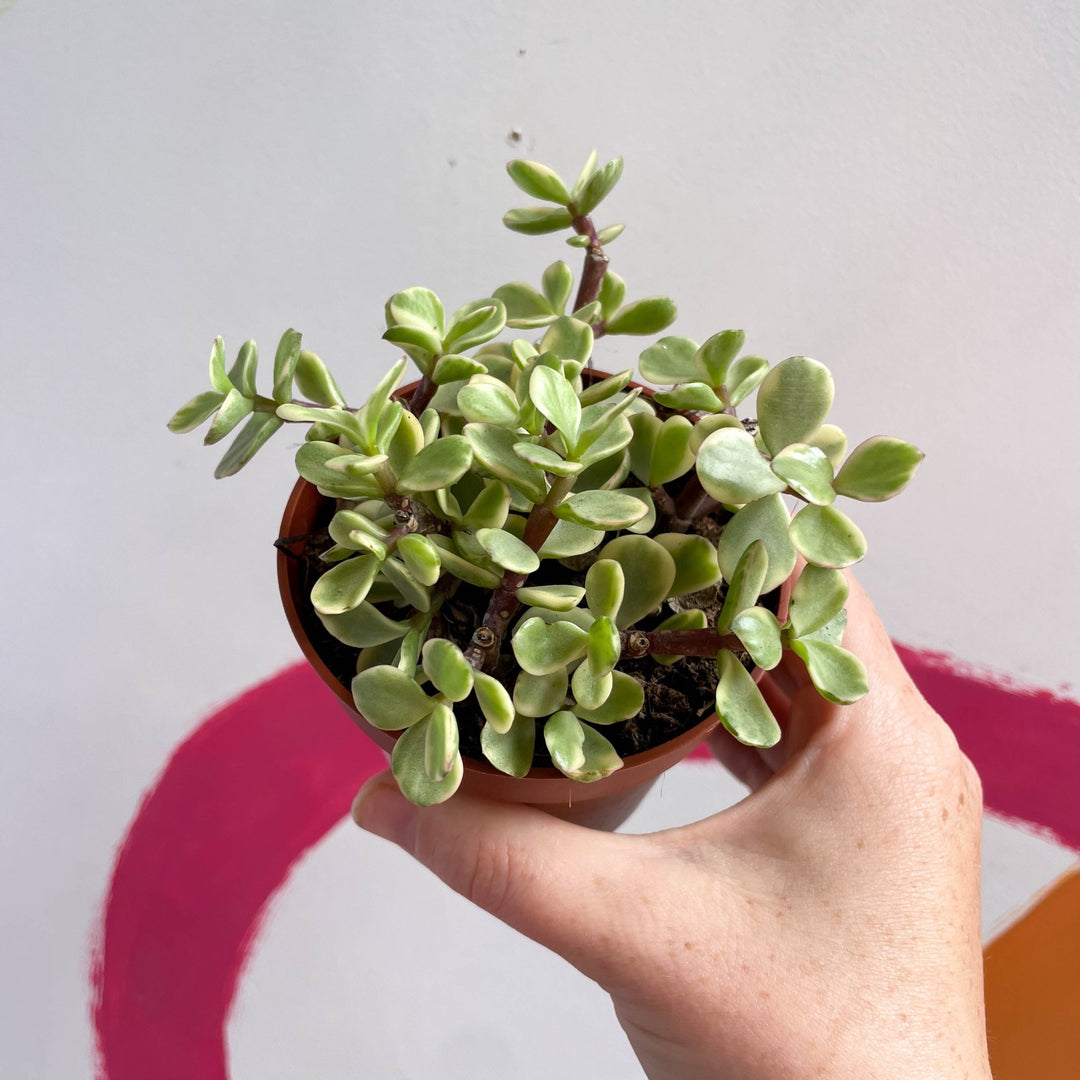 Portulacaria afra ‘Variegata’ – Variegated Elephant Bush – Sprouts of ...