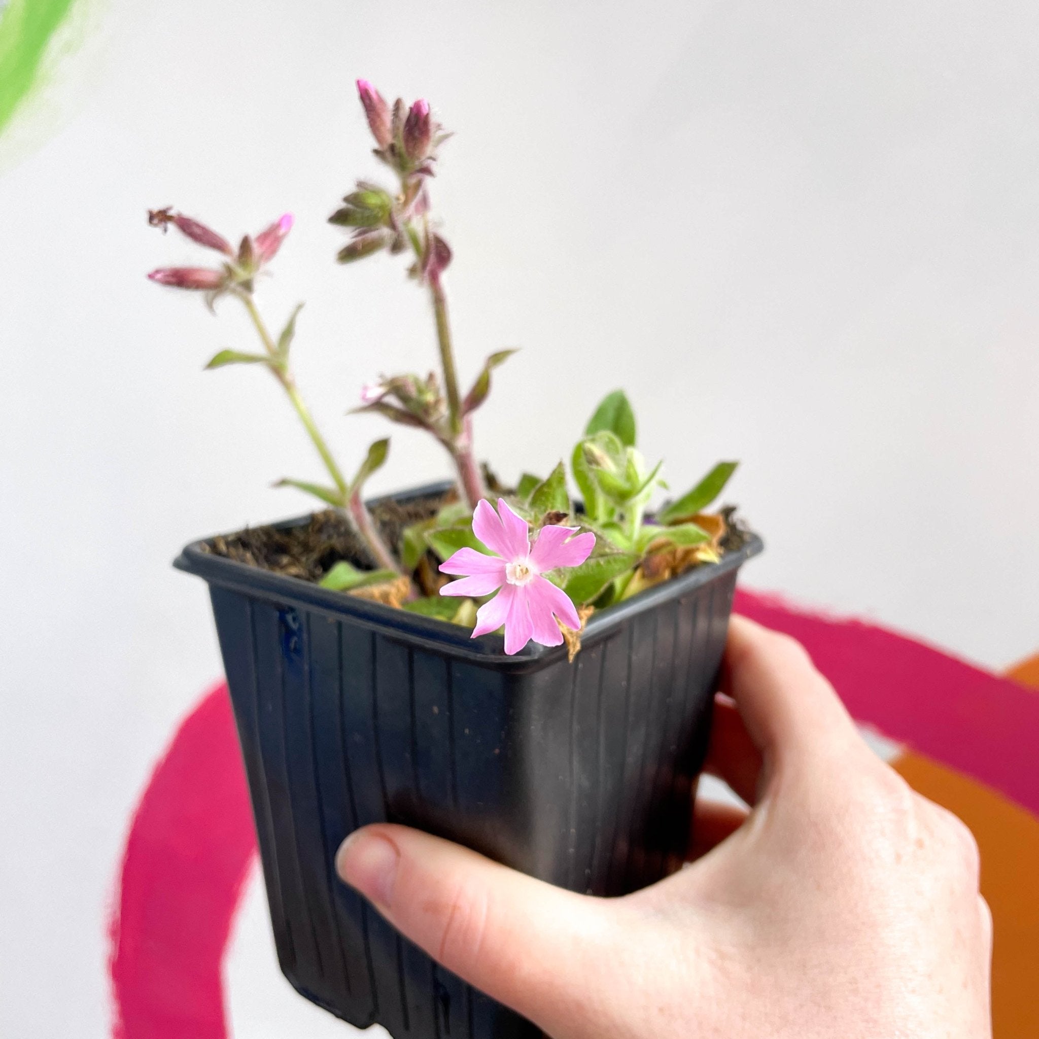Red Campion - Silene dioica 'Rollie's Favourite' - British Grown Semi ...