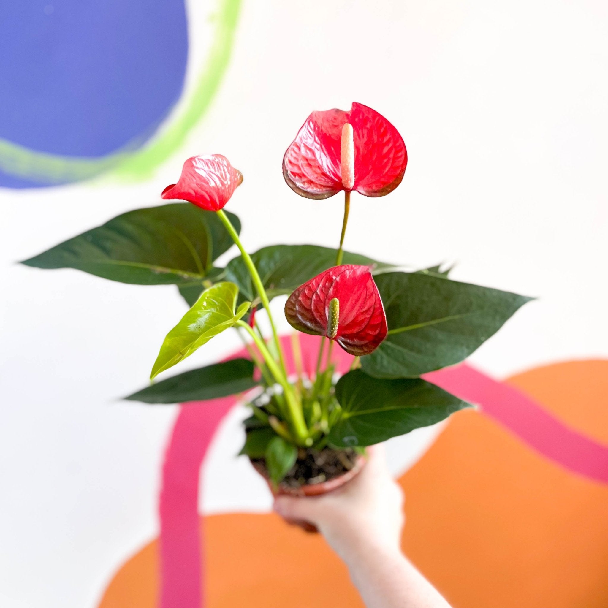 Red Flamingo Flower - Anthurium andraeanum 'Red Bull' – Sprouts of Bristol
