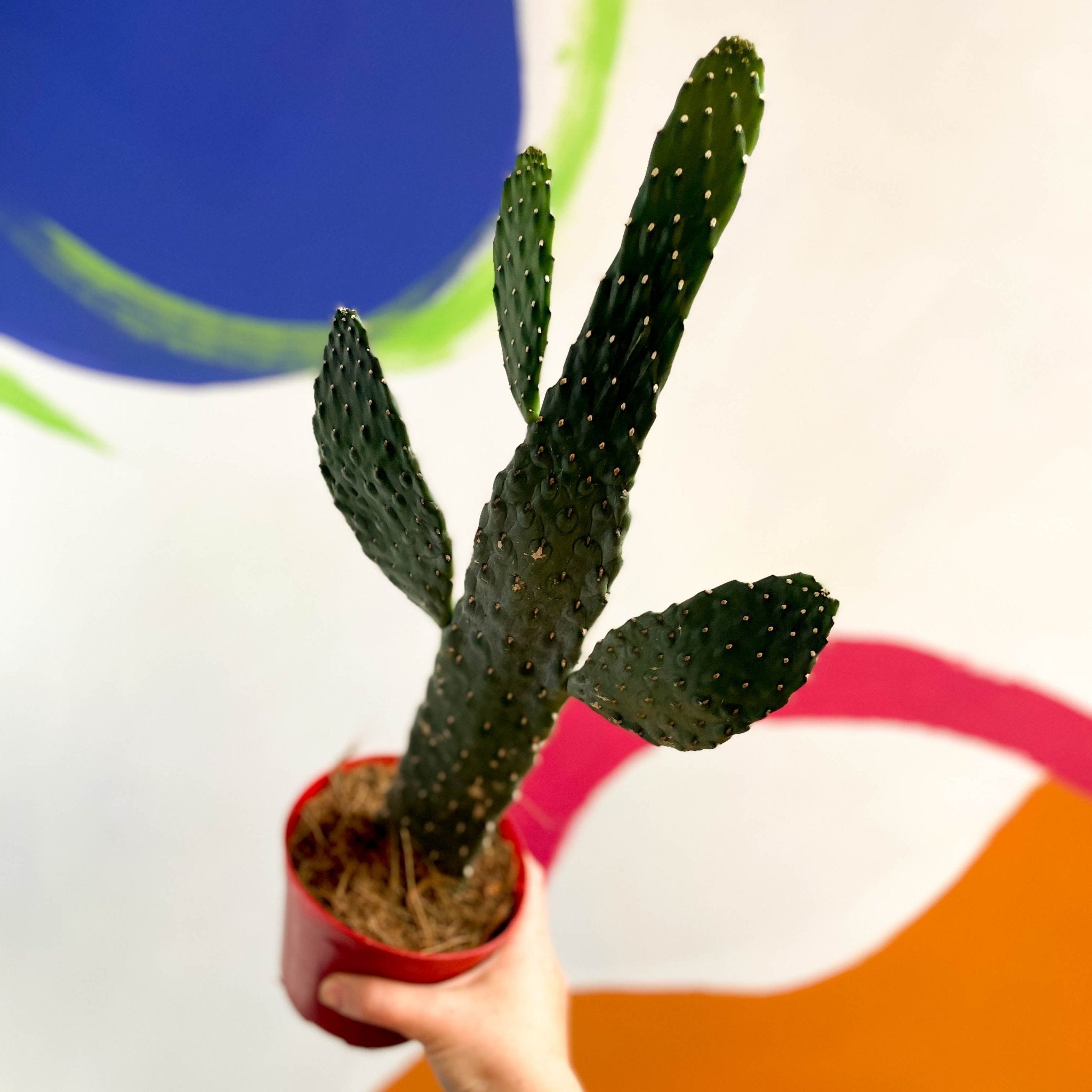 Road Kill Cactus - Opuntia rubescens ‘Consolea’ – Sprouts of Bristol