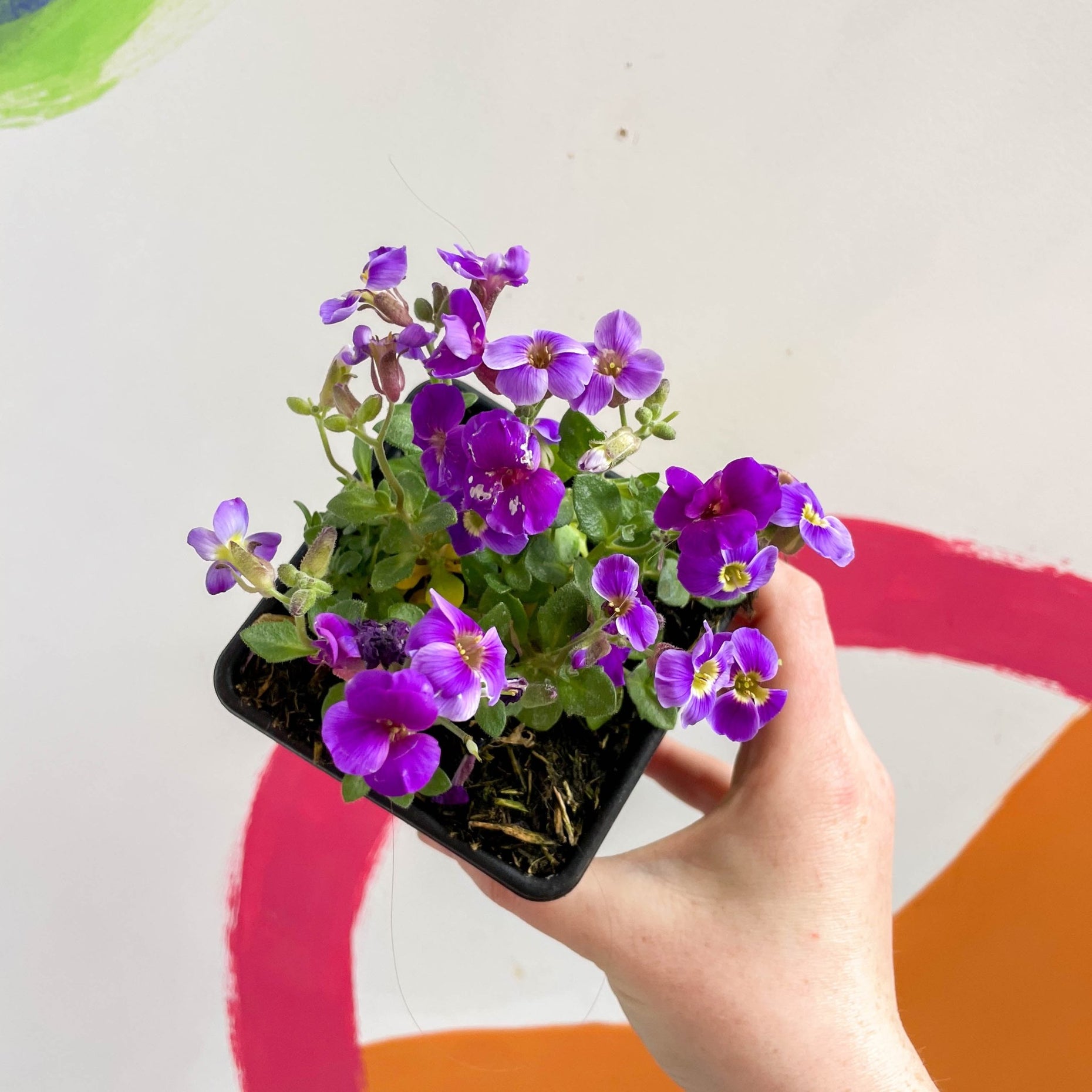 Rock Cress - Aubrieta gracilis 'Glacier Blue' - British Grown Evergree ...