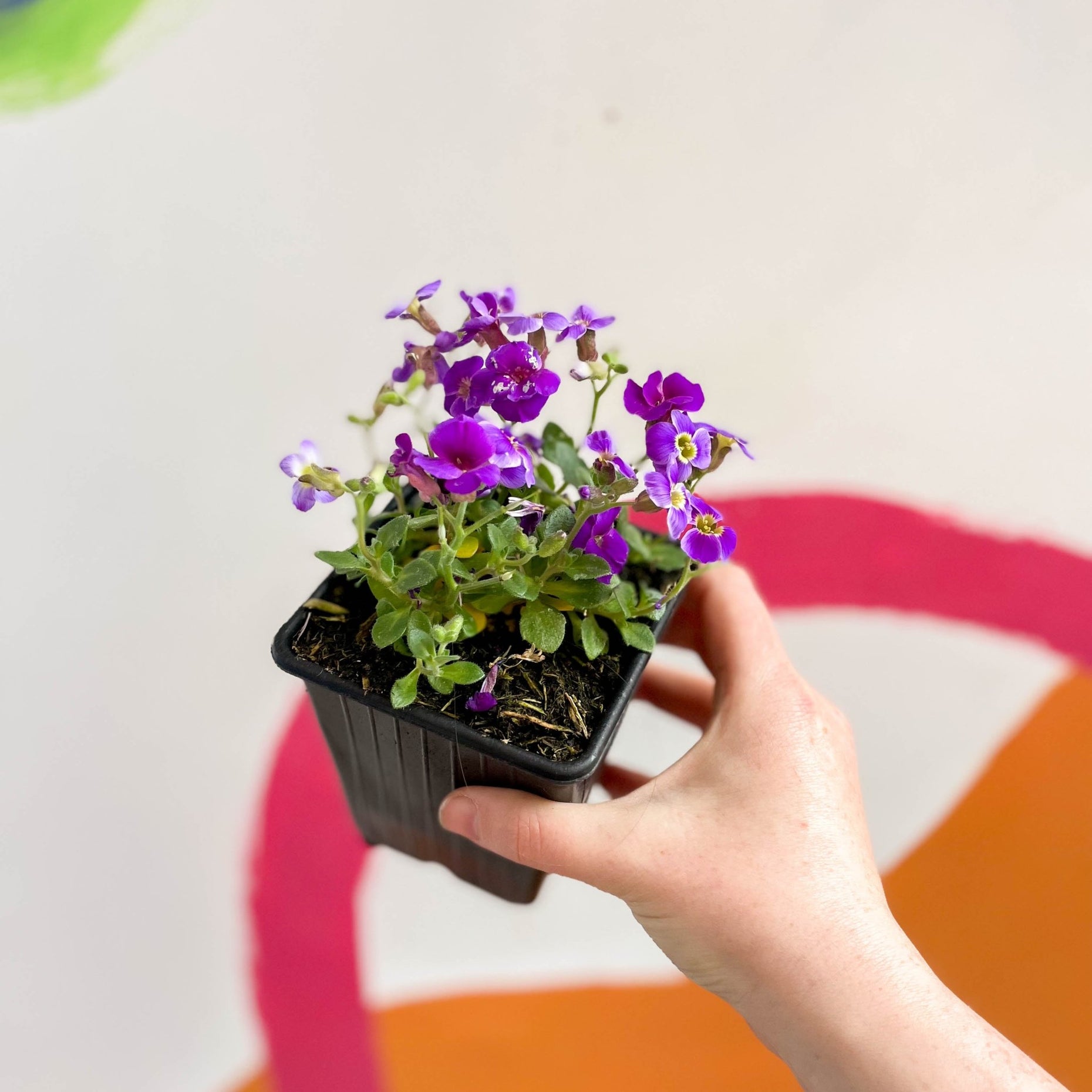 Rock Cress - Aubrieta gracilis 'Glacier Blue' - British Grown Evergree ...