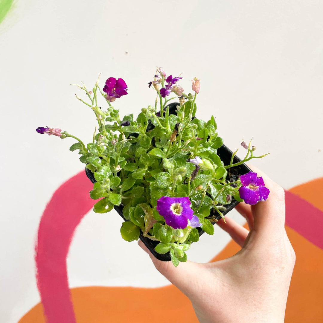 Rock Cress - Aubrieta gracilis 'Glacier Violet' - British Grown Evergr ...