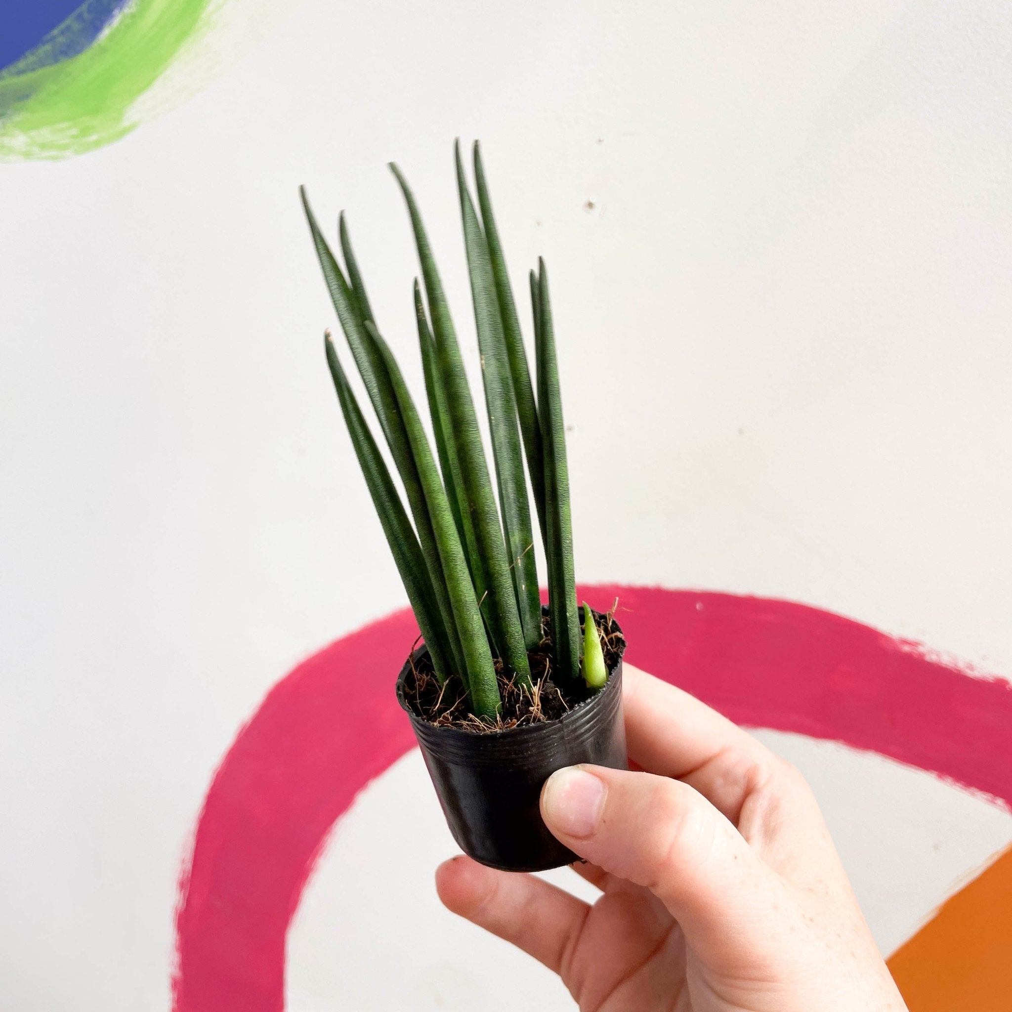 Rocket snake plant - sansevieria cylindrica – Sprouts of Bristol