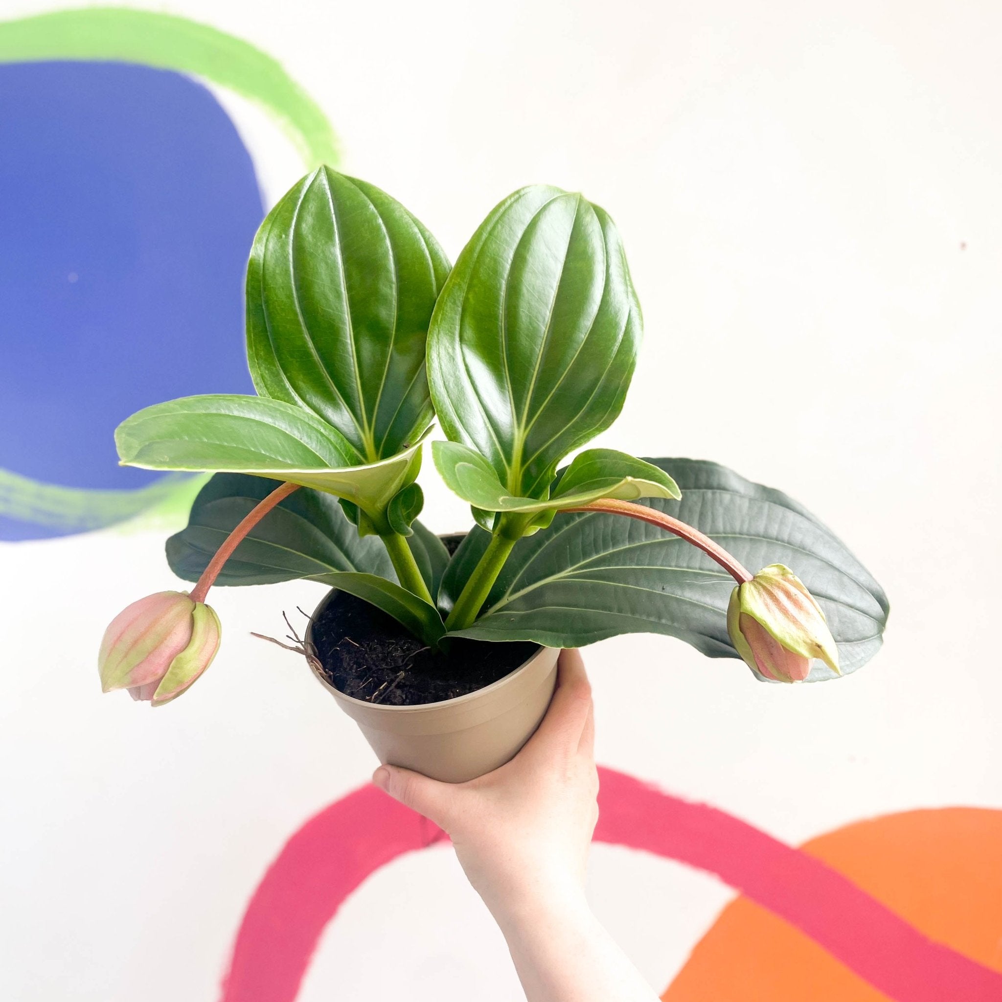 Medinilla magnifica ‘Lambada’ – Rose Grape – Sprouts of Bristol