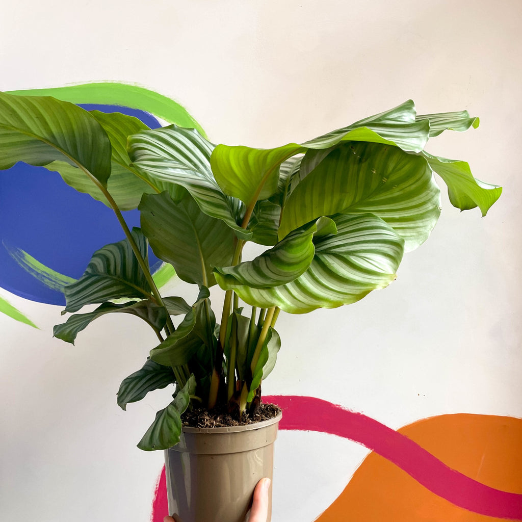 Round Leaf Calathea - Calathea orbifolia - British Grown – Sprouts of ...