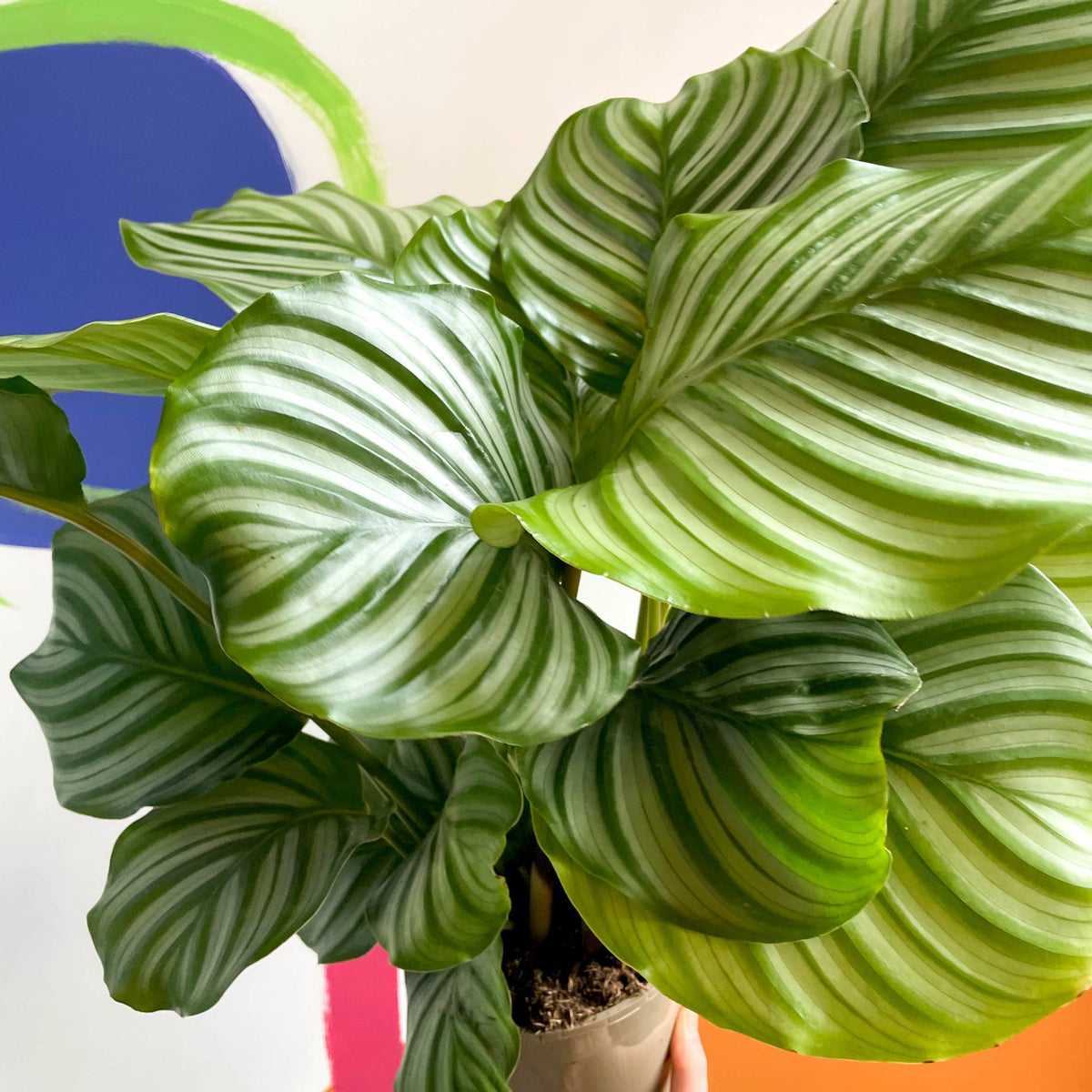 Round Leaf Calathea - Calathea orbifolia - British Grown – Sprouts of ...