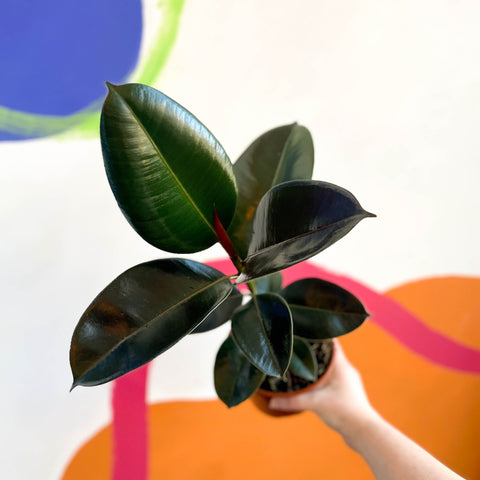 Rubber Tree - Ficus elastica 'Robusta' - British Grown – Sprouts of Bristol