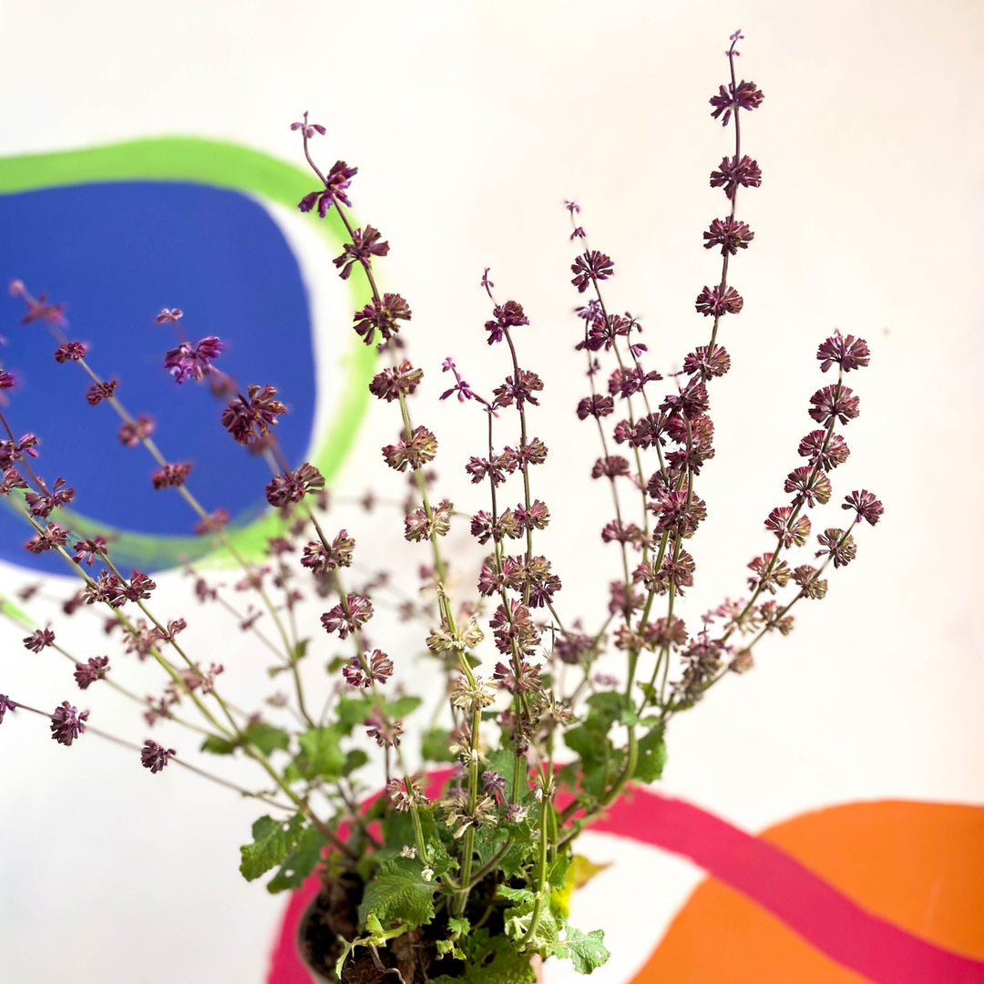 Salvia verticillata 'Purple Rain' - Cotswold Grown Perennial – Sprouts ...