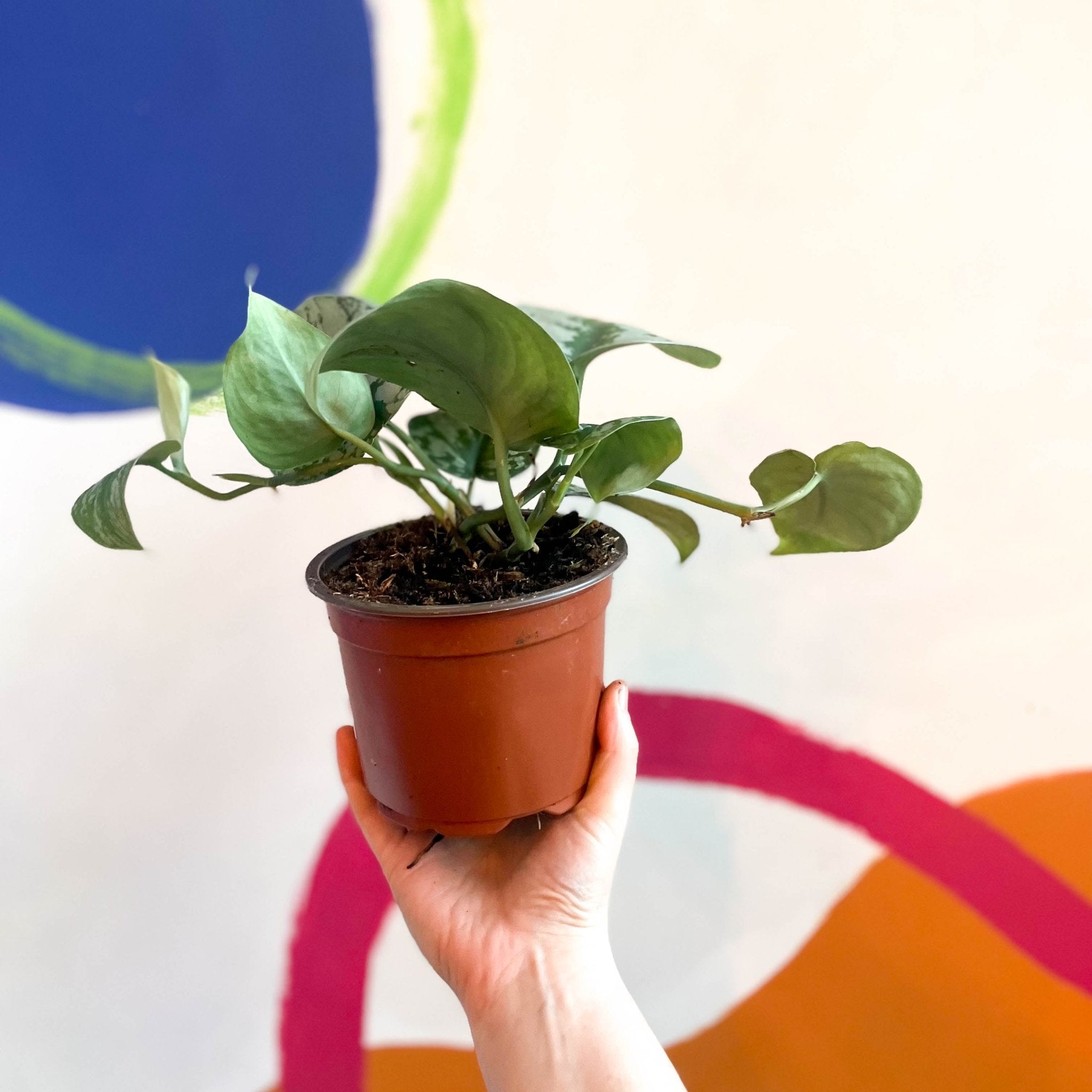 Satin Pothos - Scindapsus pictus 'Trebie' - British Grown – Sprouts of ...