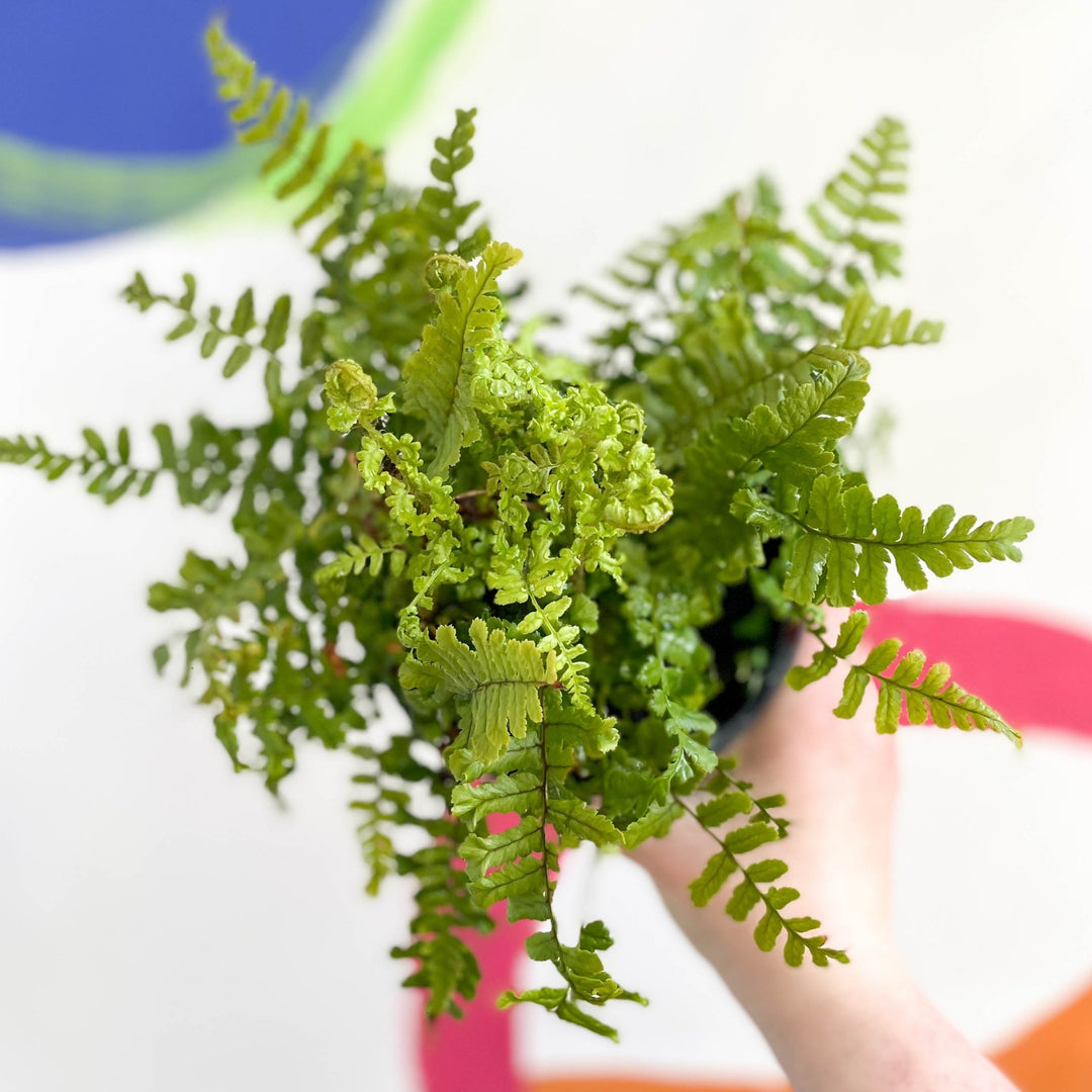 Scaly Male Fern - Dryopteris affinis 'Cristata The King' - British Gro ...