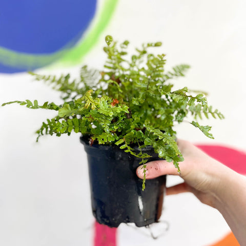 Scaly Male Fern - Dryopteris affinis 'Cristata The King' - British Gro ...