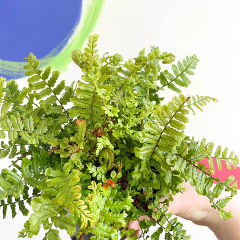 Scaly Male Fern - Dryopteris affinis 'Cristata The King' - British Gro ...