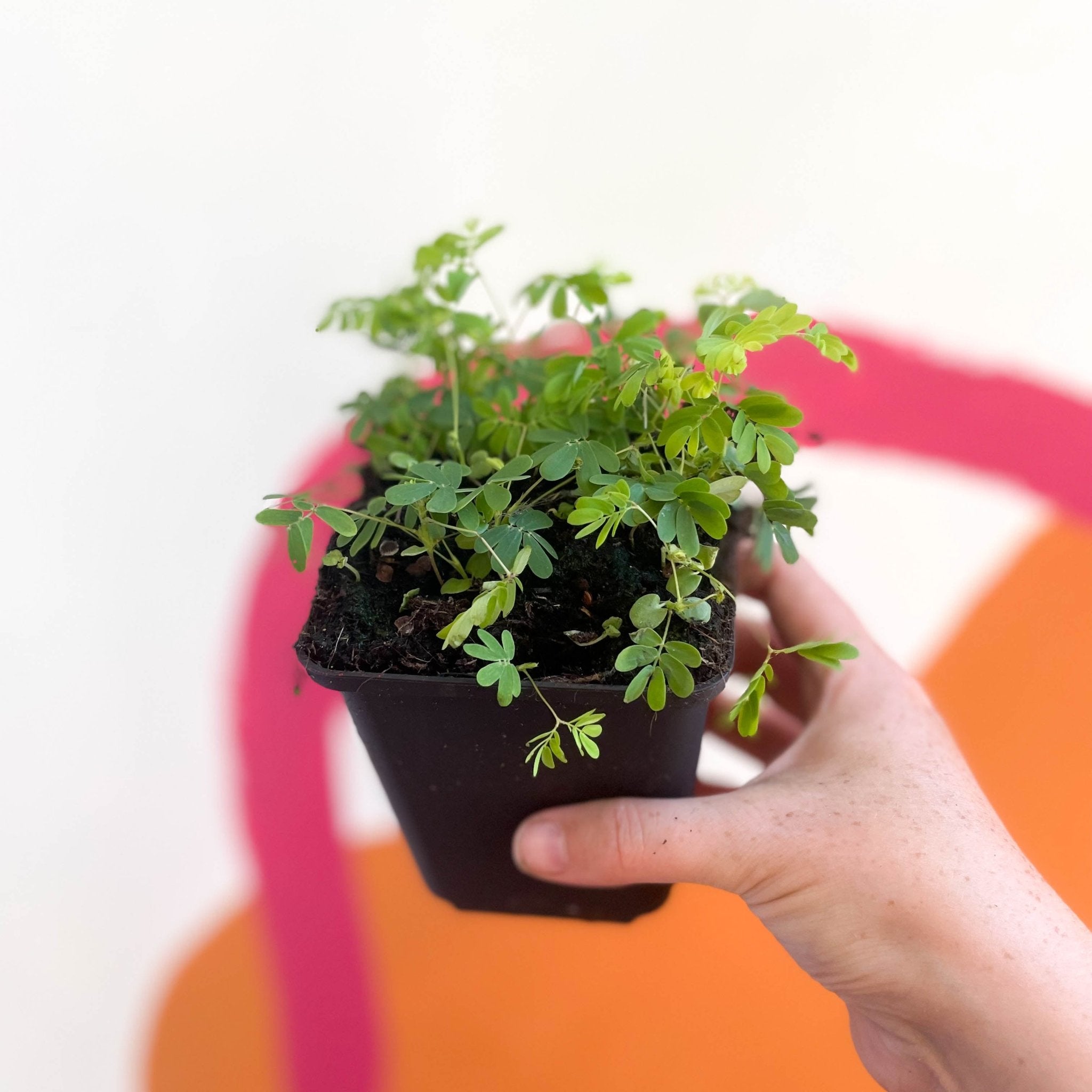 Sensitive Plant - Mimosa pudica – Sprouts of Bristol