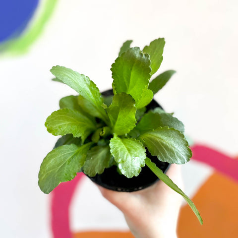 Shasta Daisy - Leucanthemum x superbum 'Crazy Daisy' - British Grown H ...