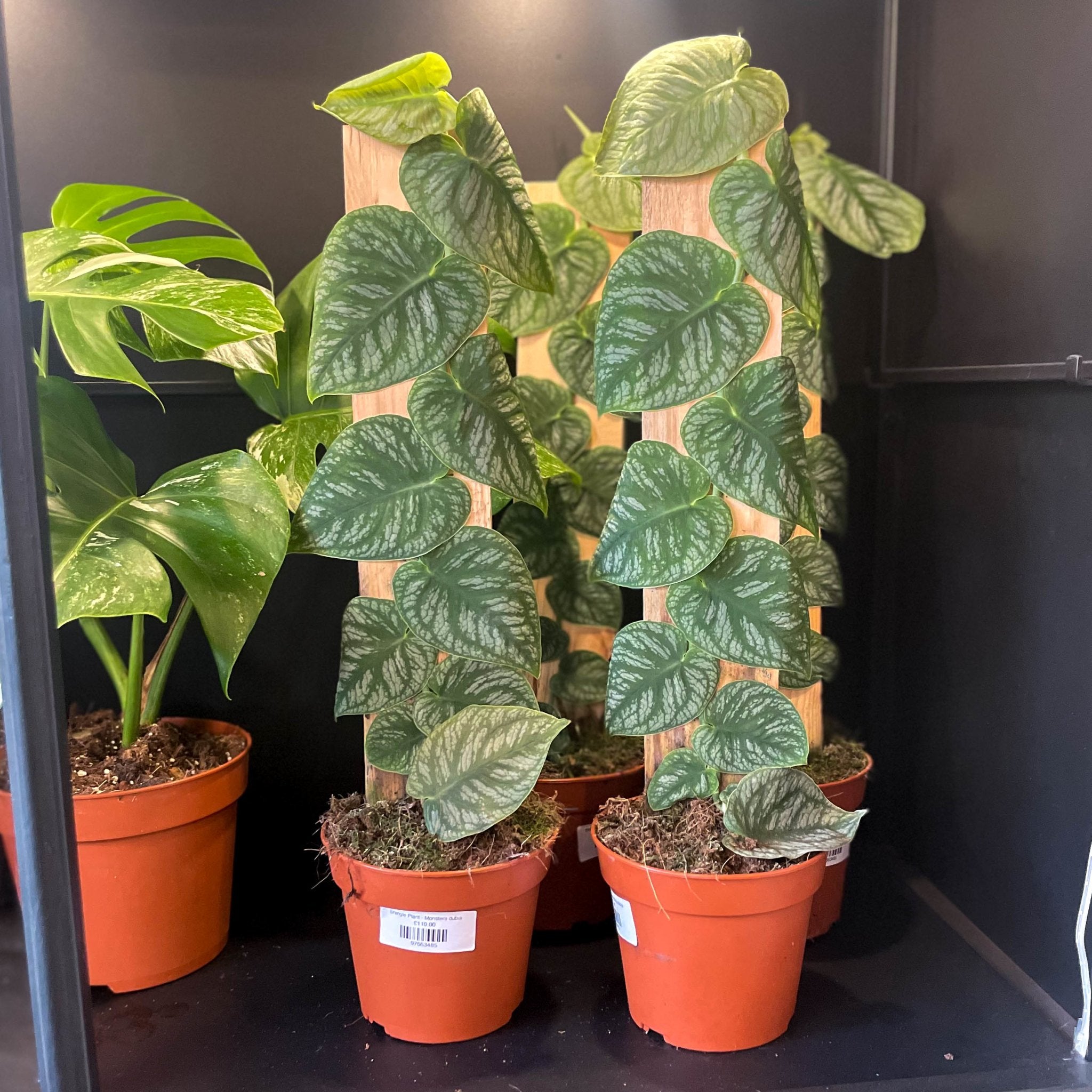 Shingle Plant - Monstera dubia – Sprouts of Bristol