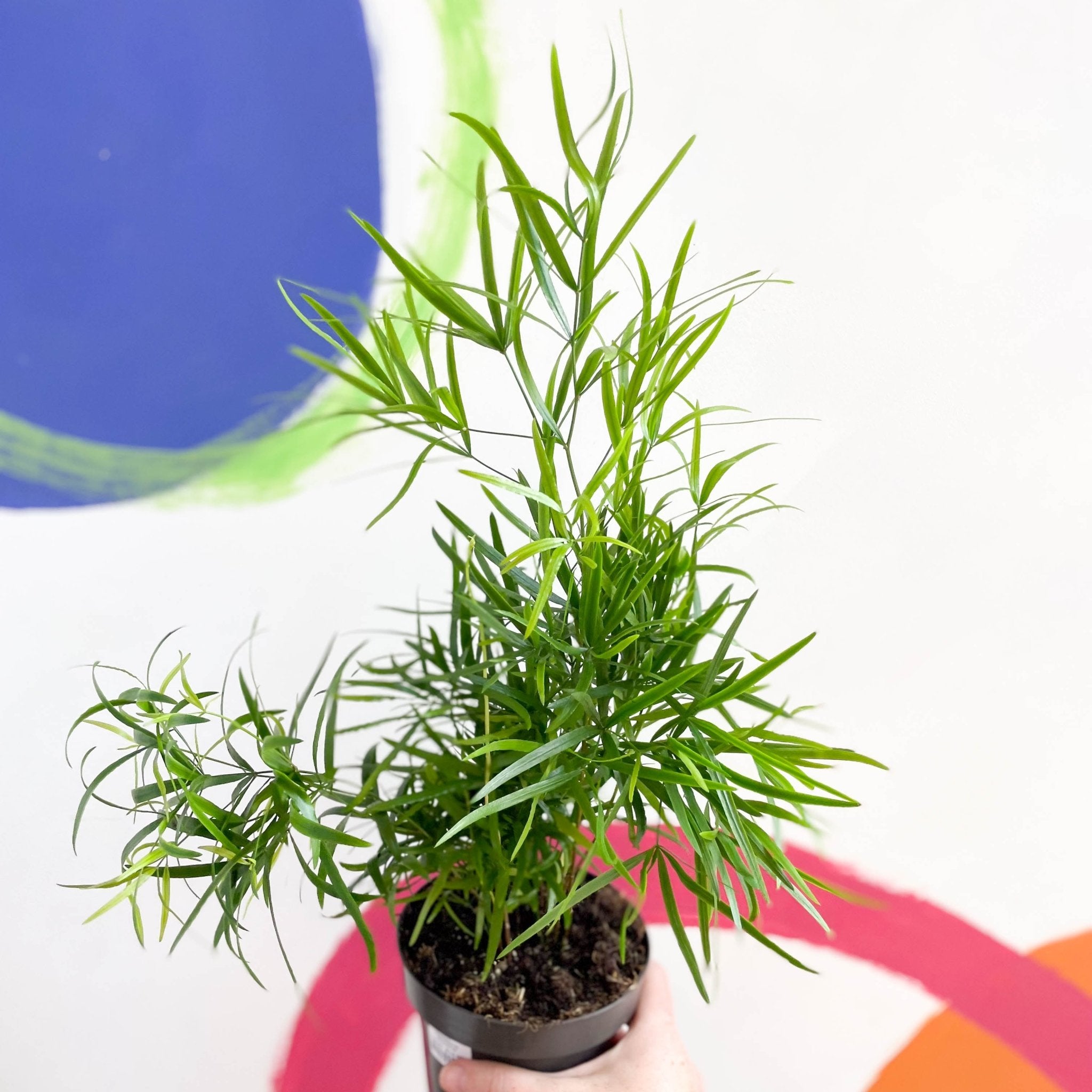 Asparagus falcatus - Sicklethorn Fern – Sprouts of Bristol