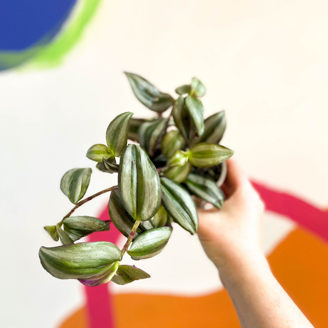 Silver Inch Plant - Tradescantia zebrina - British Grown – Sprouts of ...