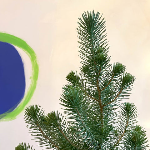 Pinus pinea 'Silver Crest' - Potted Christmas Pine Tree – Sprouts of ...