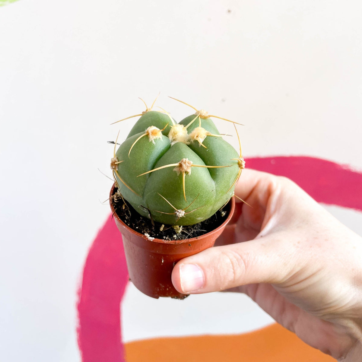 Spider Cactus - Gymnocalycium horstii – Sprouts of Bristol