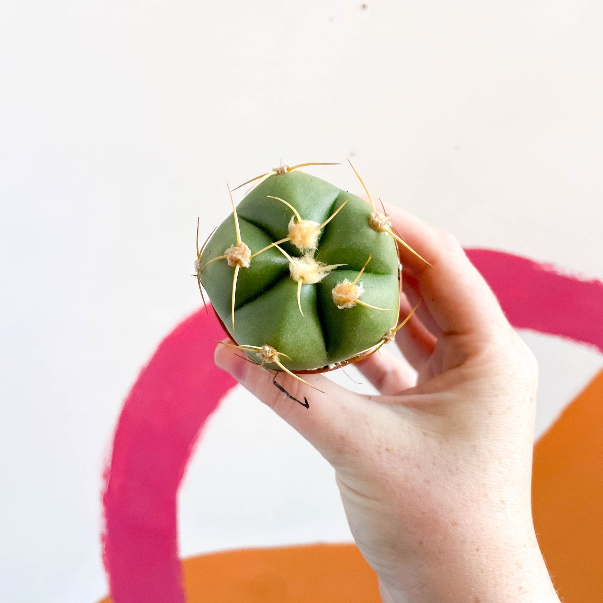Spider Cactus - Gymnocalycium horstii – Sprouts of Bristol