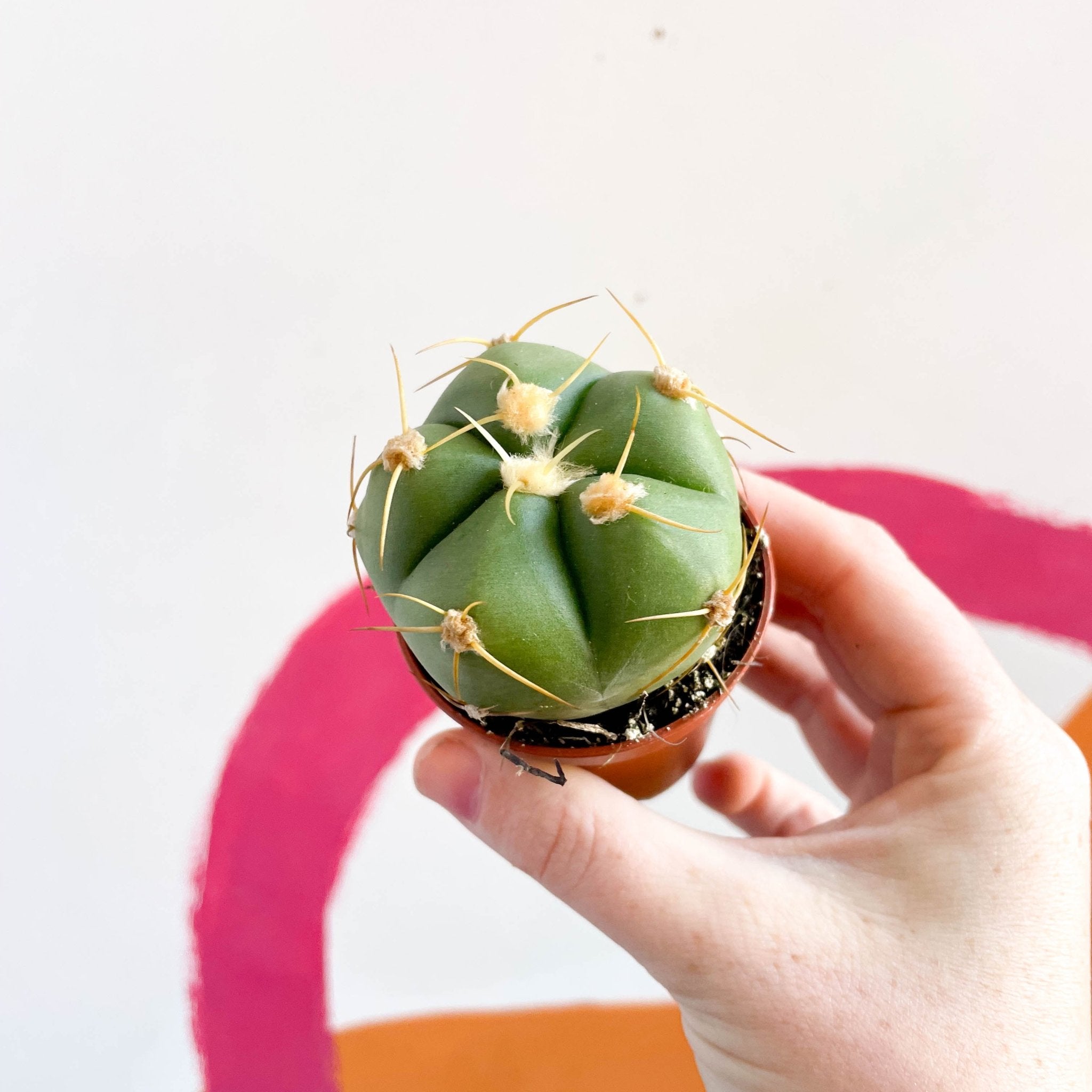 Spider Cactus - Gymnocalycium horstii – Sprouts of Bristol