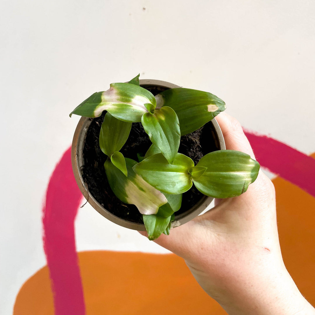 Spider Lily - Tradescantia andersonia 'Blushing Bride' - British Grown ...