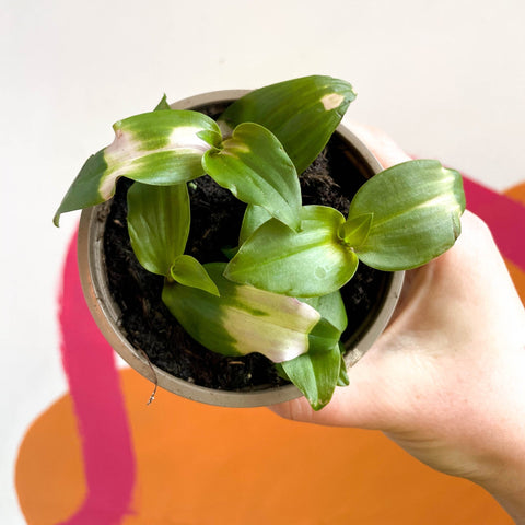 Spider Lily - Tradescantia andersonia 'Blushing Bride' - British Grown ...