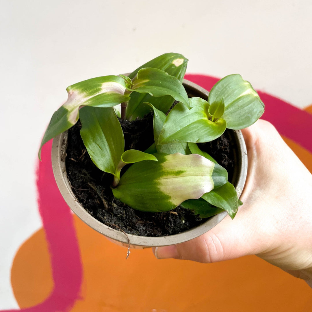 Spider Lily - Tradescantia andersonia 'Blushing Bride' - British Grown ...