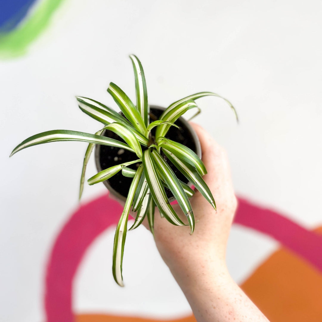 Spider Plant - Chlorophytum comosum 'Variegatum' - British Grown ...