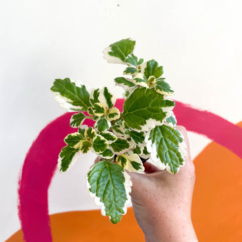 Spurflower - Plectranthus madagascariensis 'Lynne' - Welsh Grown ...