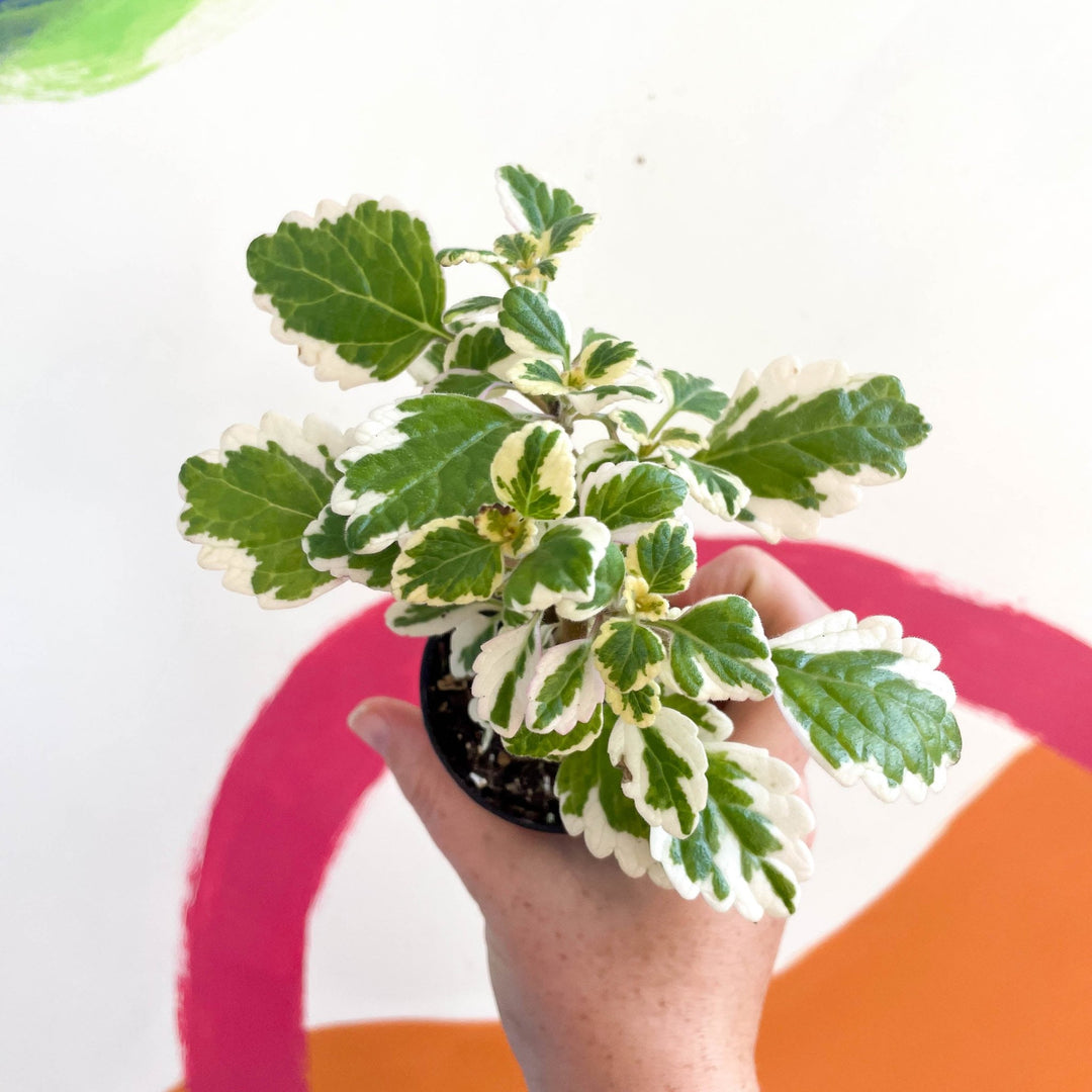 Spurflower - Plectranthus madagascariensis 'Lynne' - Welsh Grown ...