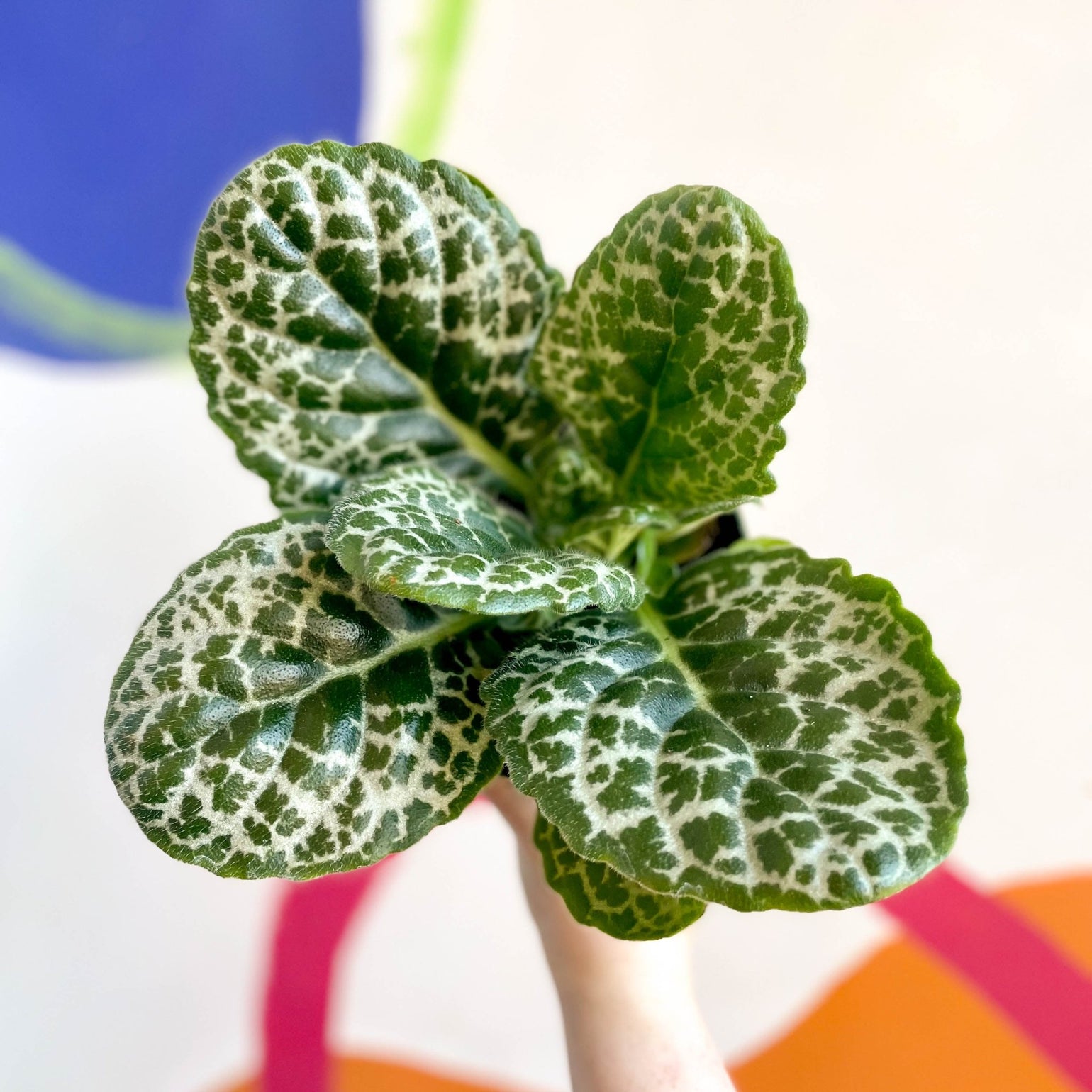 Primulina dryas ‘Pretty Turtle’ – Sprouts of Bristol