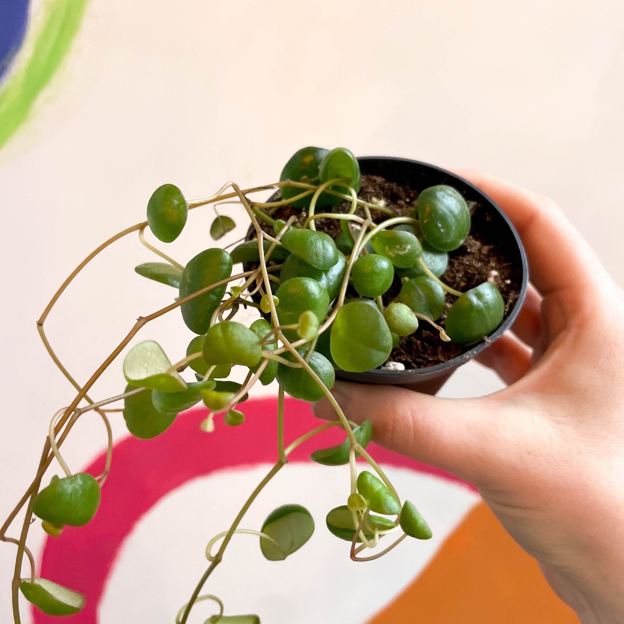 String of Coins - Peperomia prostrata 'Pepperspot' – Sprouts of Bristol
